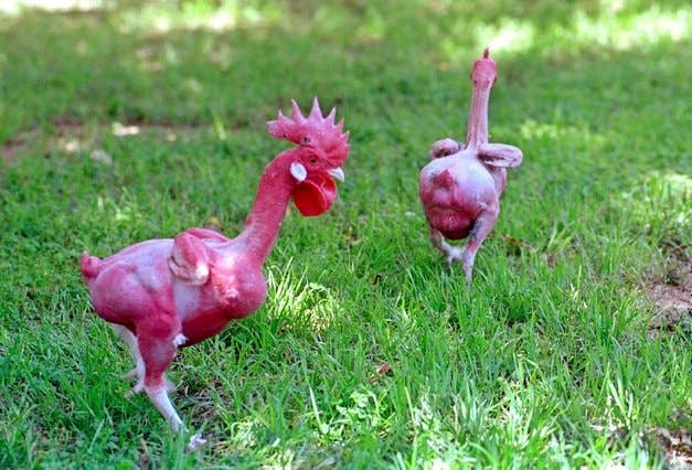Advantages and Disadvantages of Featherless (Naked) Chickens - Dengarden