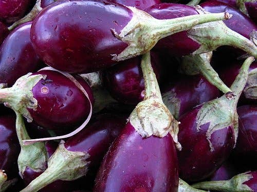 Identifying and Removing 5 Common Eggplant Pests - Dengarden
