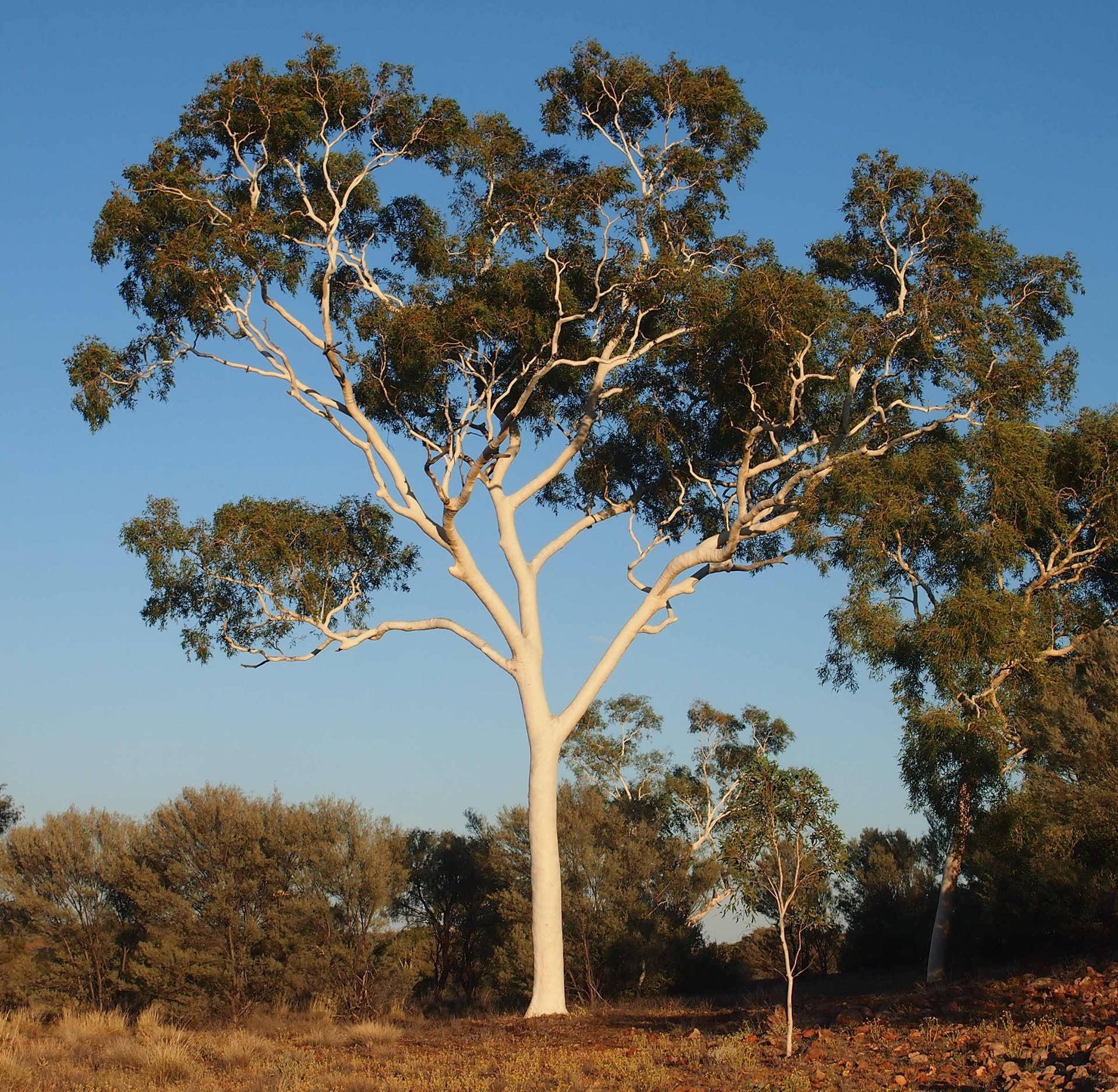 Types of Trees With White Bark - Dengarden