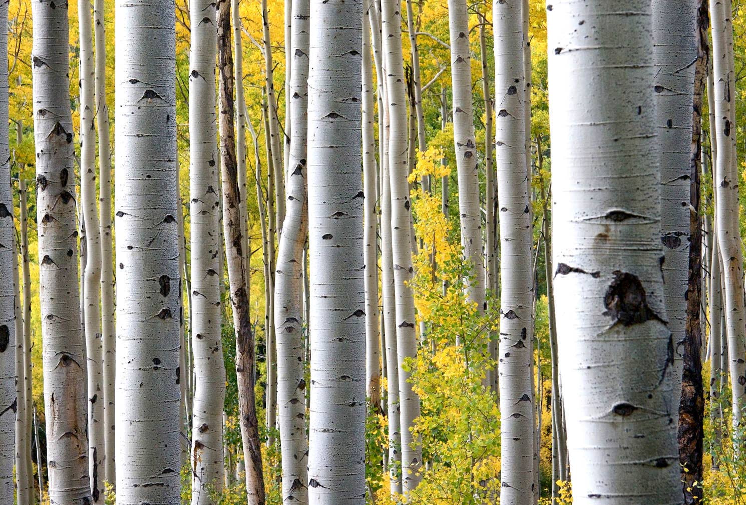 Types of Trees With White Bark - Dengarden