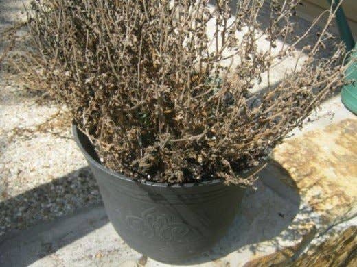 How to Care for Mums in Spring - Dengarden