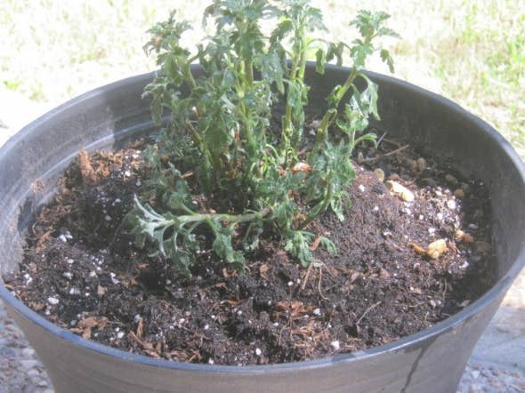 How to Care for Mums in Spring - Dengarden
