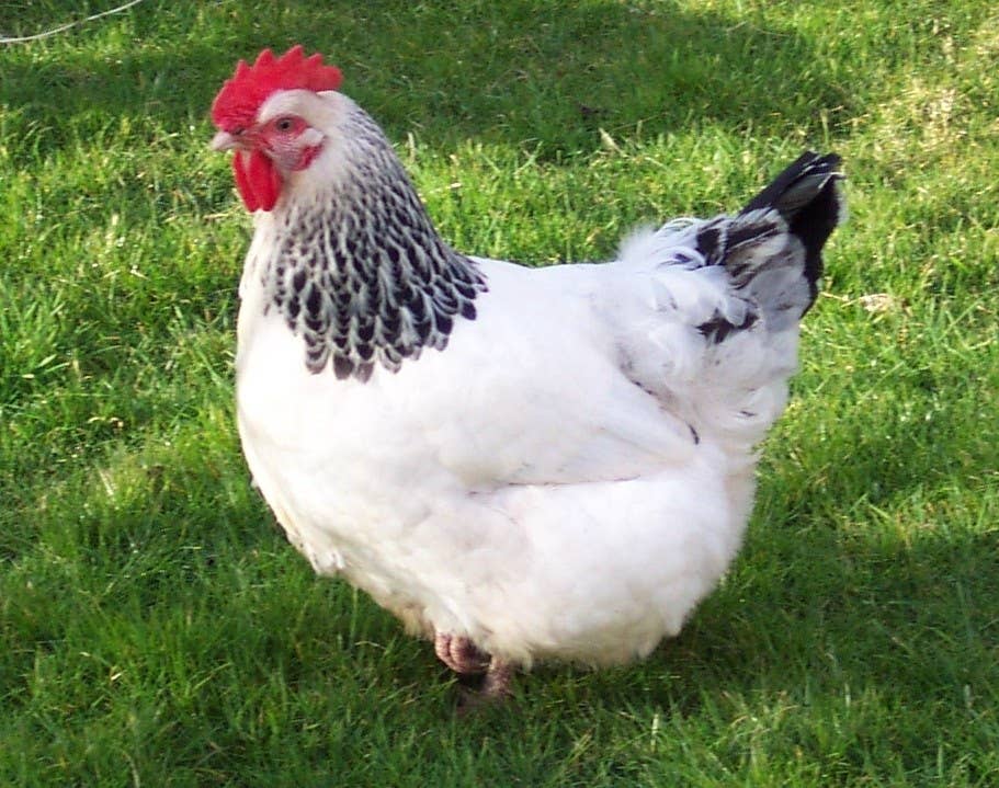 Advantages and Disadvantages of Featherless (Naked) Chickens - Dengarden