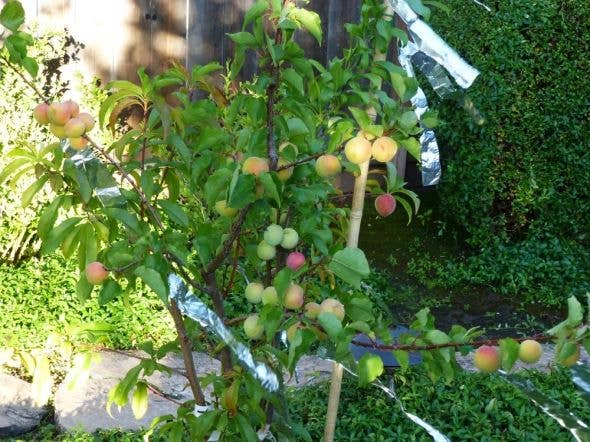 How to Grow 4 Types of Fruit on the Same Tree - Dengarden