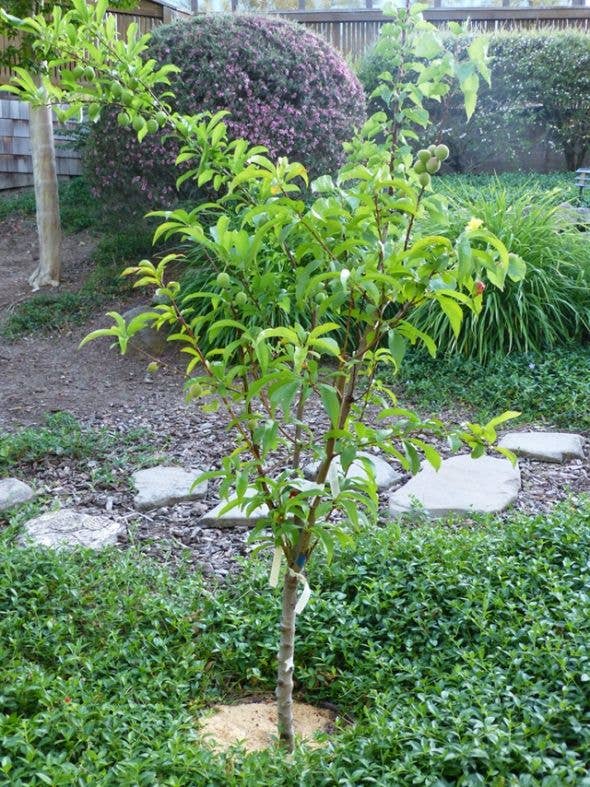 How to Grow 4 Types of Fruit on the Same Tree - Dengarden