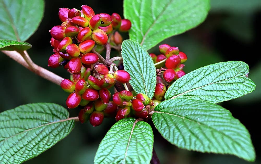 The Best Shrubs and Bushes That Grow in Partial, Dappled, or Deep-Shade ...