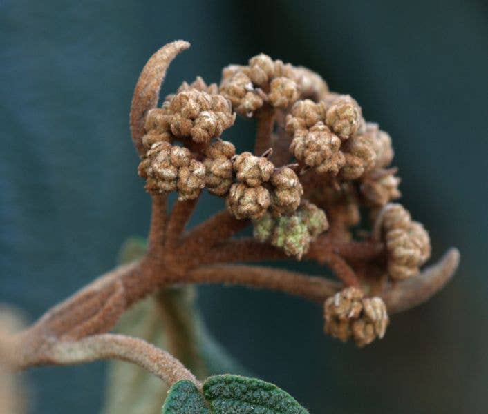 The Best Shrubs and Bushes That Grow in Partial, Dappled, or Deep-Shade ...
