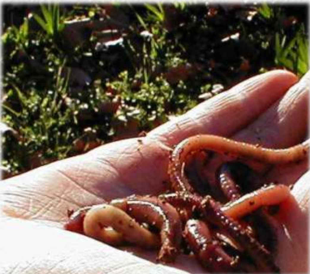 The Life Cycle and Stages of Red Wiggler Worms (Eisenia foetida ...