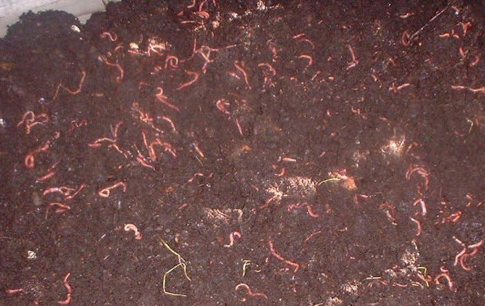 The Life Cycle and Stages of Red Wiggler Worms (Eisenia foetida ...