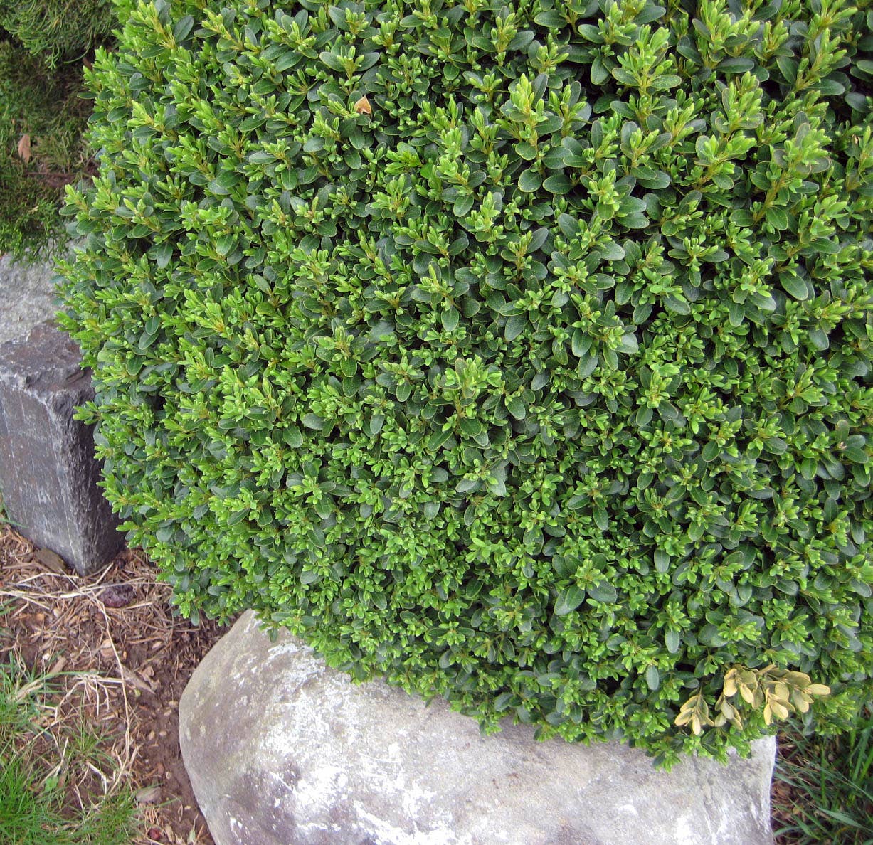 20 Best Shrubs for Temperate Climates That Are Easy to Grow - Dengarden
