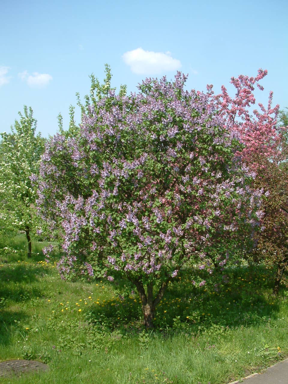 The Best Small Trees for a Small Yard or Garden - Dengarden