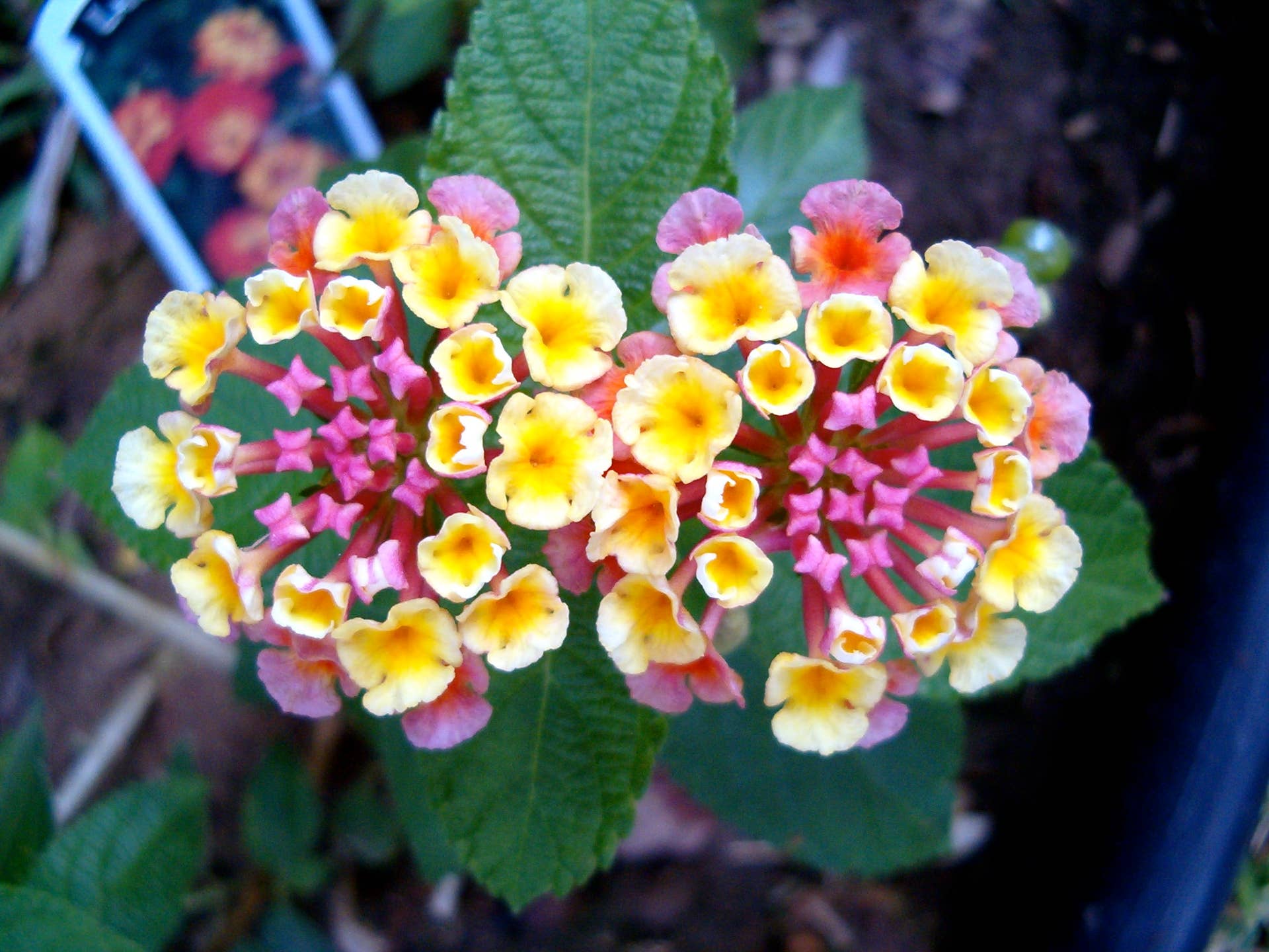 Facts About the Lantana Flower - Dengarden