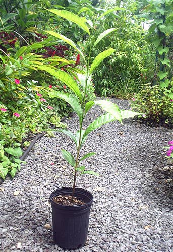 Tropical Taste of Hawaii: The Amazing Abiu Fruit - Dengarden