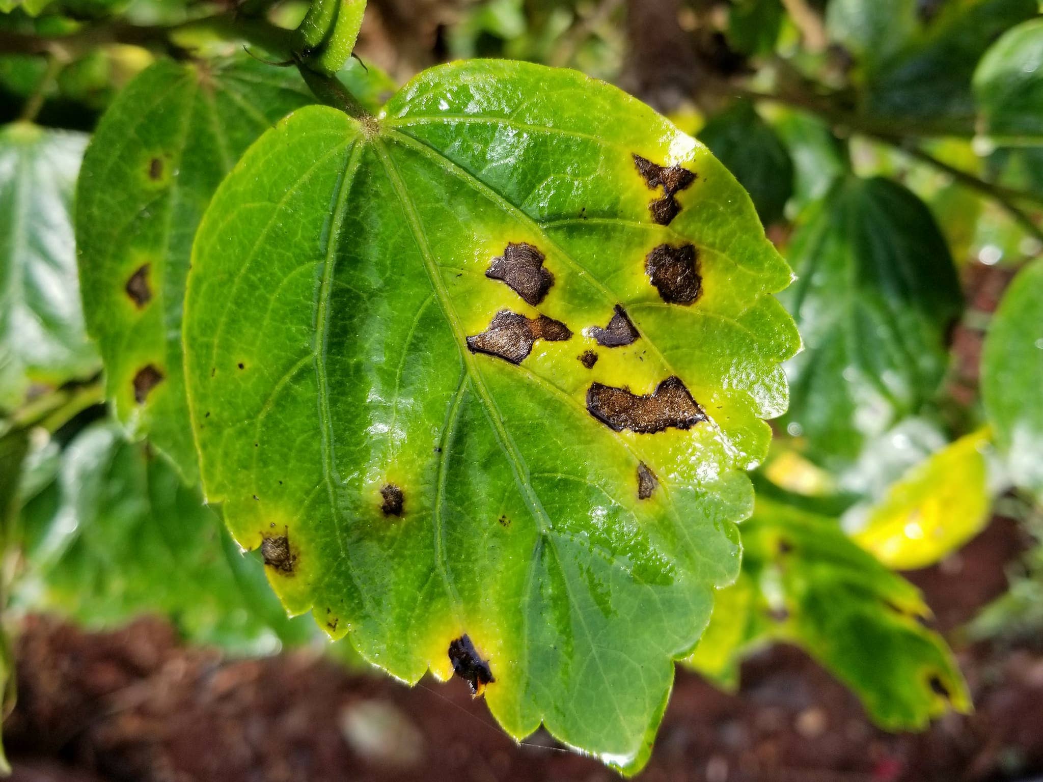 How to Identify and Treat Common Cucumber Diseases - Dengarden