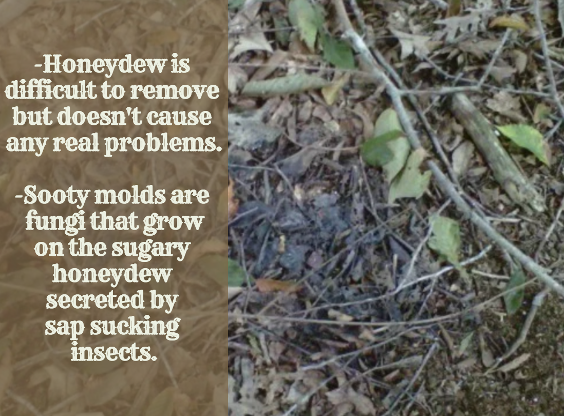 Woolly Aphids: What They Are and How to Get Rid of Them - Dengarden