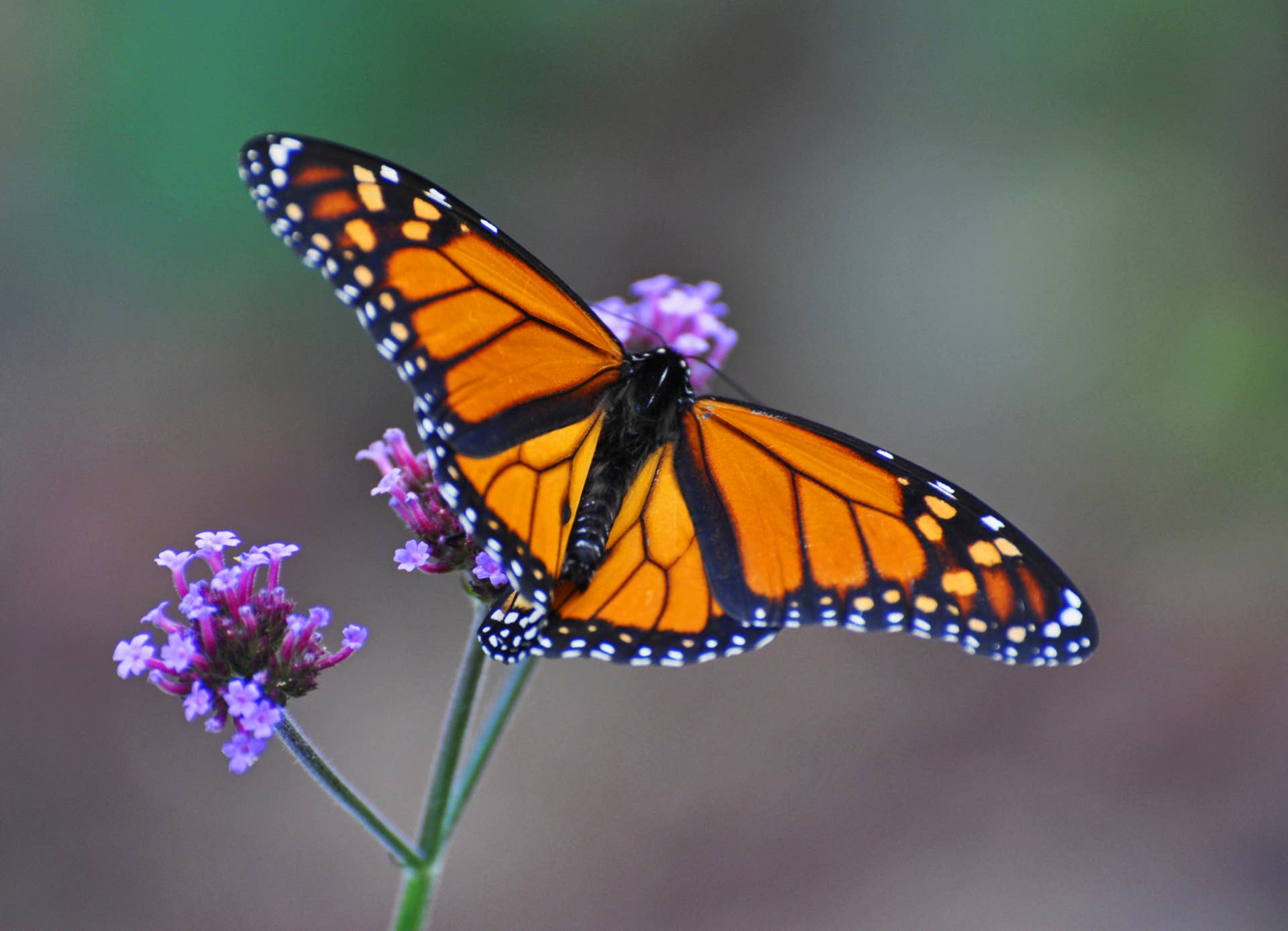 Ten Beautiful Oklahoma Butterfly Species and How to Attract Them ...