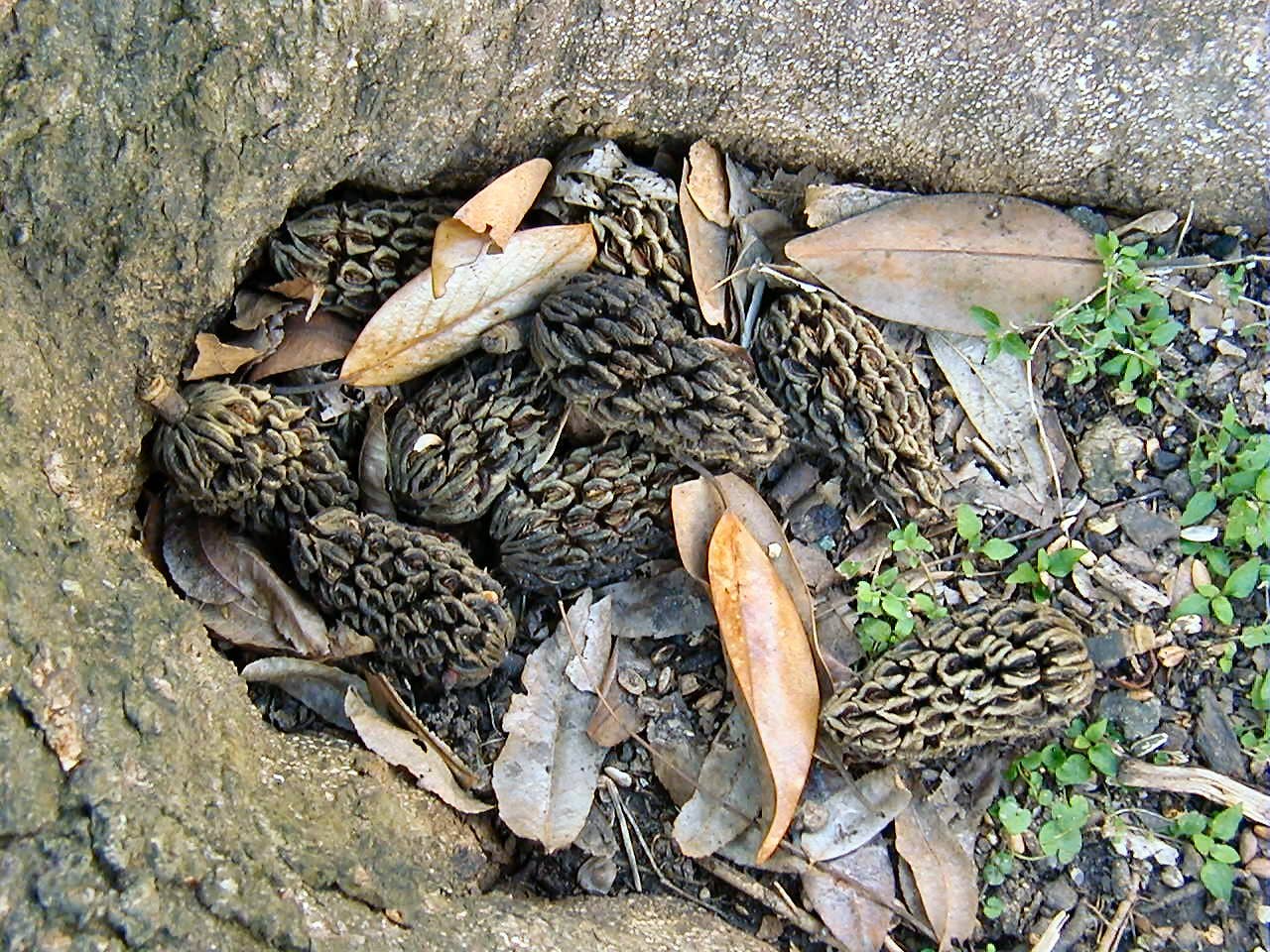 5 Messiest Trees to Avoid Planting in Your Yard - Dengarden