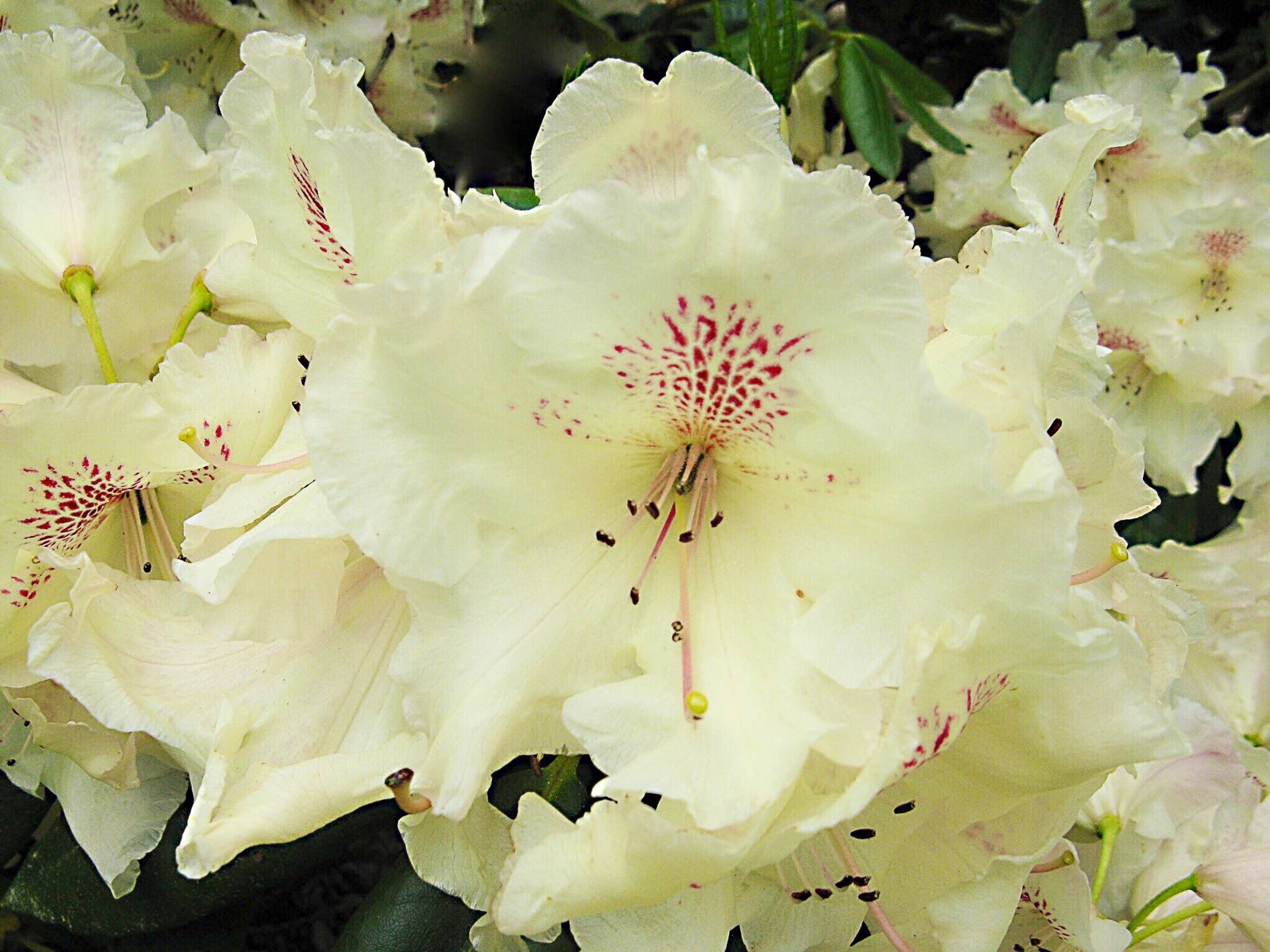 Rhododendron Photos, Plant Facts, and Care Tips - Dengarden
