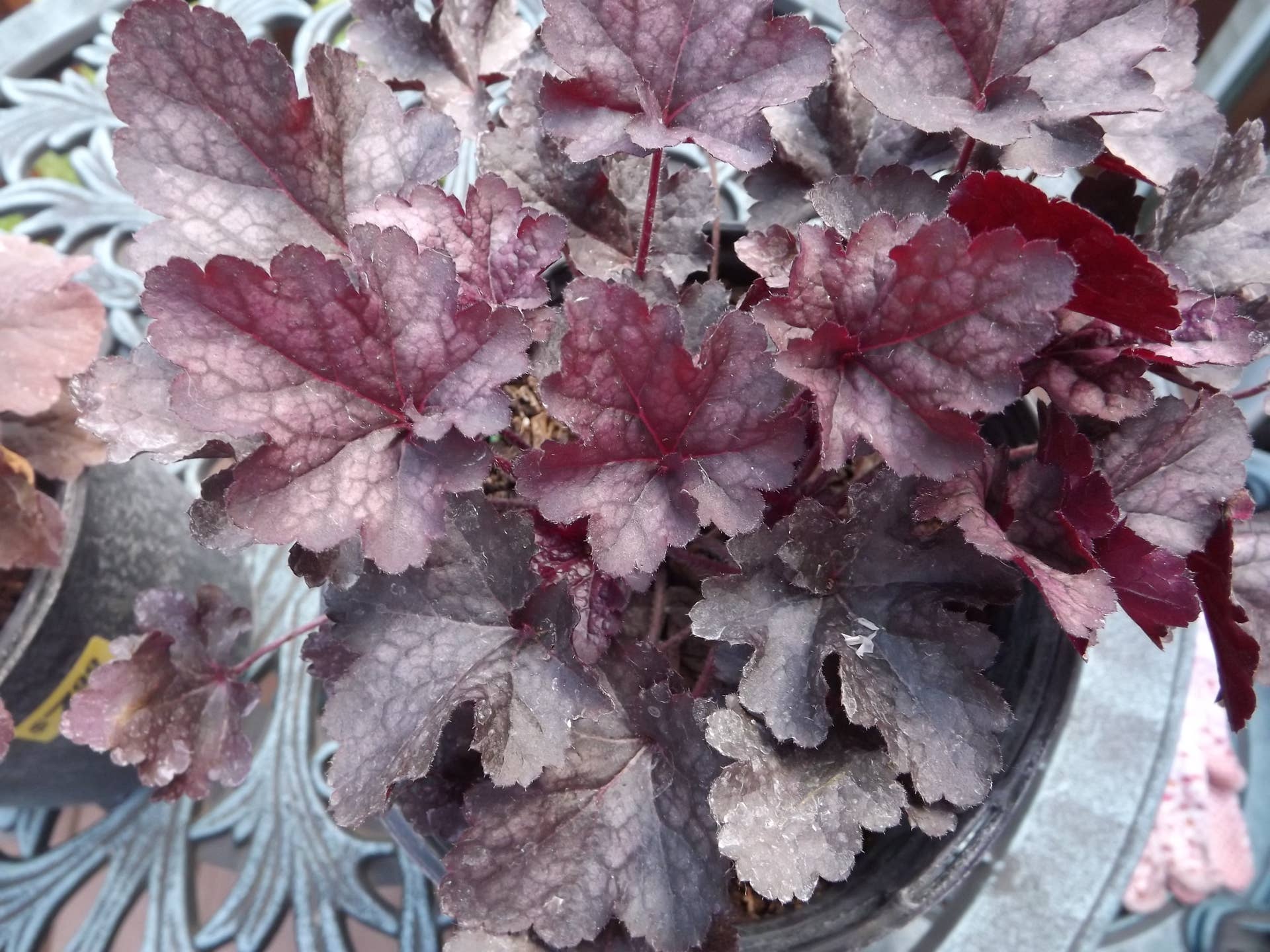 How to Grow Coral Bells (Heuchera) - Dengarden