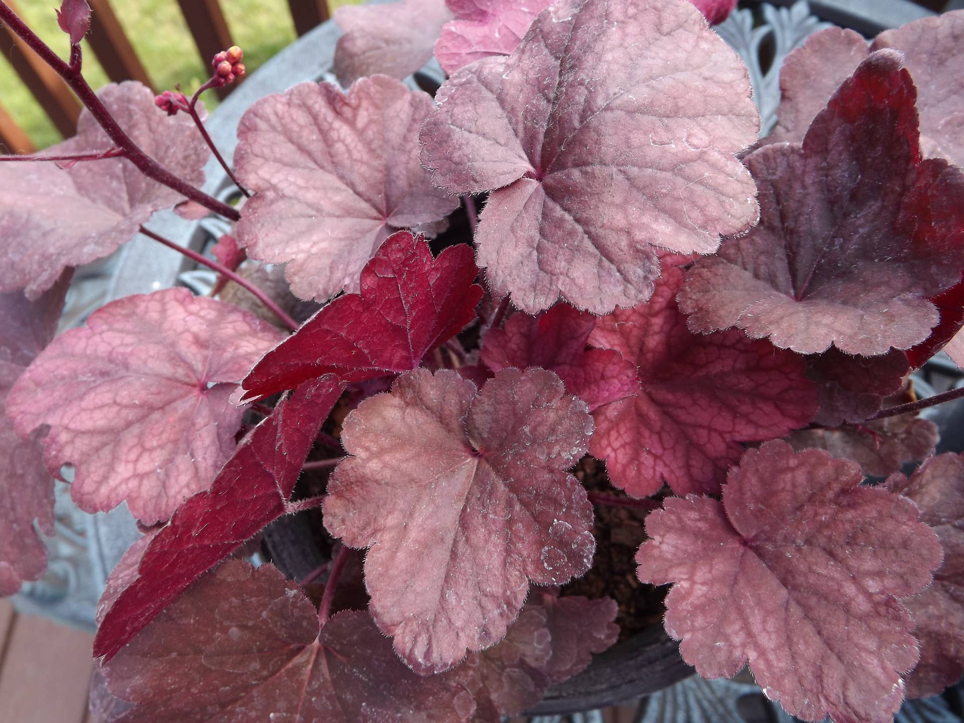 How to Grow Coral Bells (Heuchera) - Dengarden