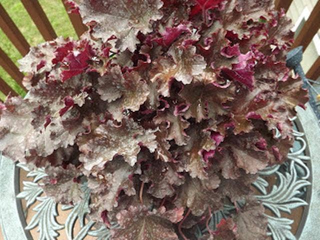 How to Grow Coral Bells (Heuchera) - Dengarden