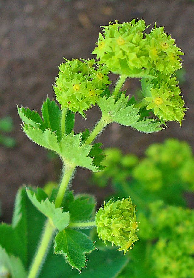 Green Flowers for Gardens and Arrangements - Dengarden