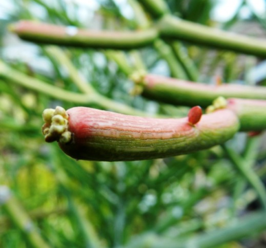 How to Care for Firestick Succulents - Dengarden