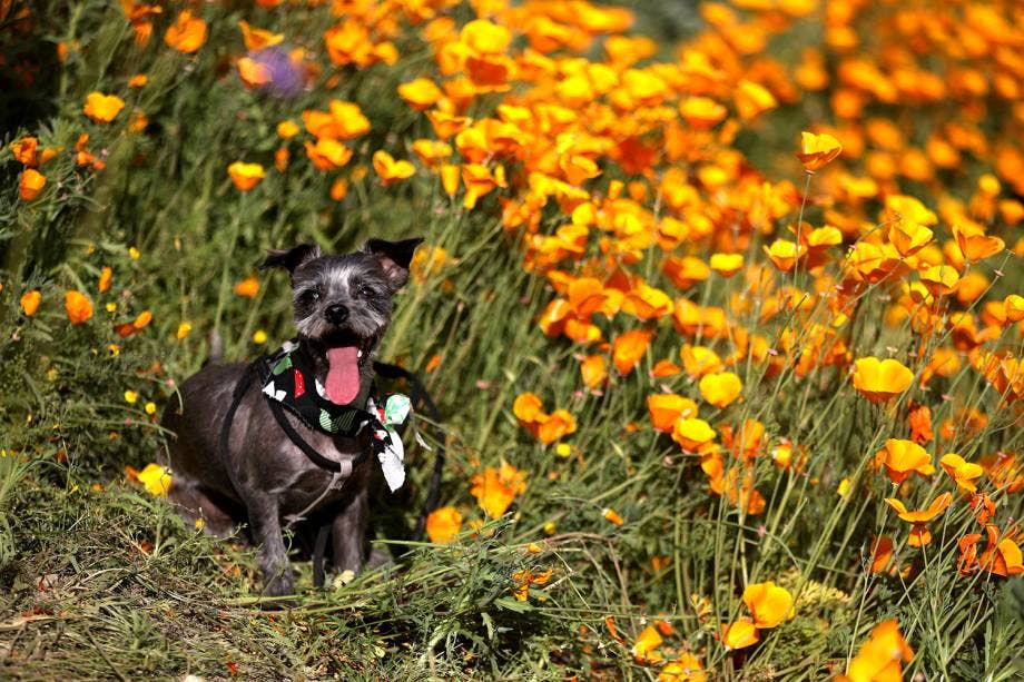 7 Fast-Blooming Wildflowers That Attract Bees - Dengarden