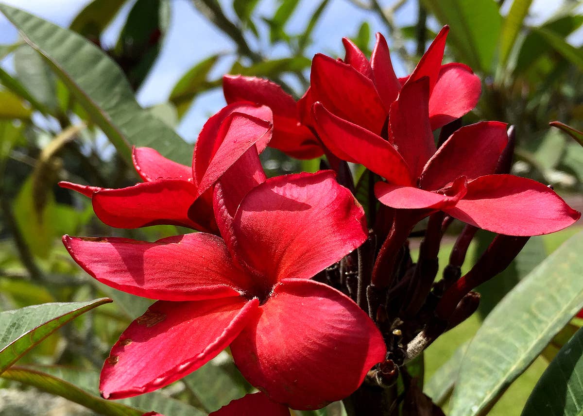 Gorgeous Red Tropical Flowers to Bring Passion to Your Garden - Dengarden