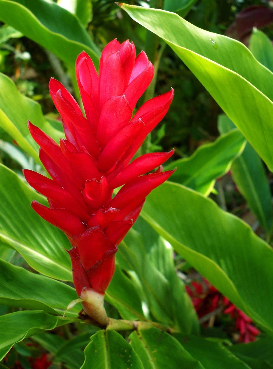 Gorgeous Red Tropical Flowers to Bring Passion to Your Garden - Dengarden