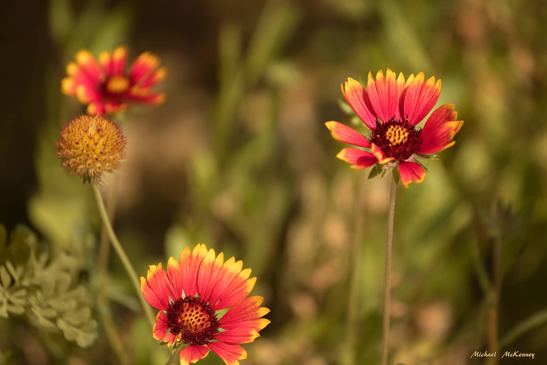 7 Fast-Blooming Wildflowers That Attract Bees - Dengarden