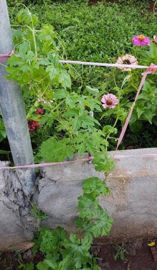 How to Plant, Harvest, and Cook Ampalaya (Bitter Gourd) - Dengarden