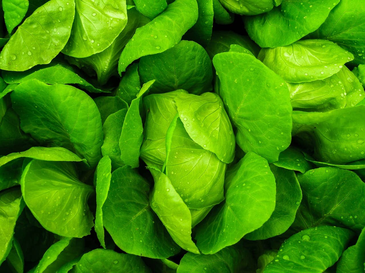 10 Edible Plants You Can Grow in Your Apartment - Dengarden