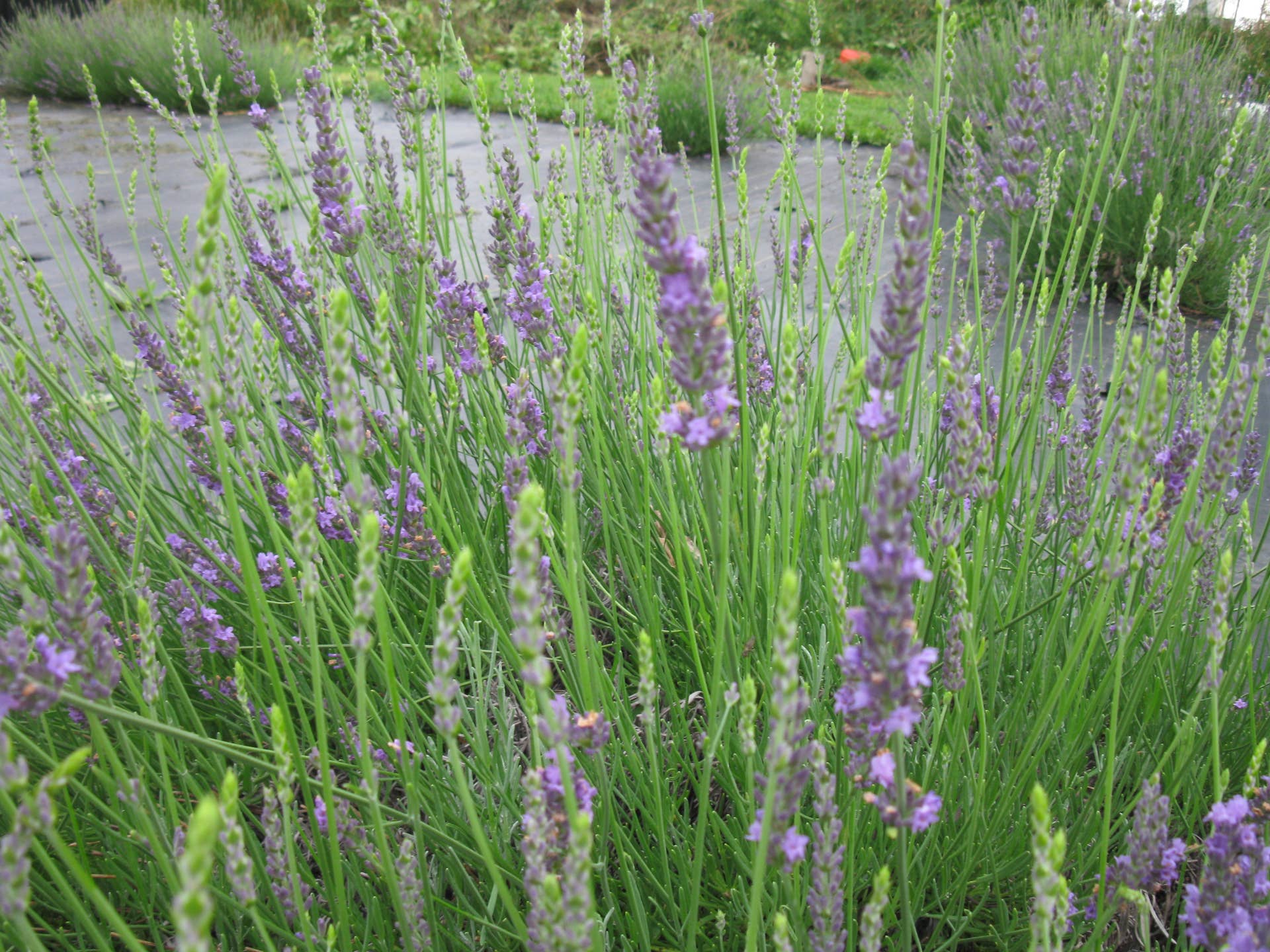 The Best French & English Lavender Varieties to Grow in Zone 5 - Dengarden