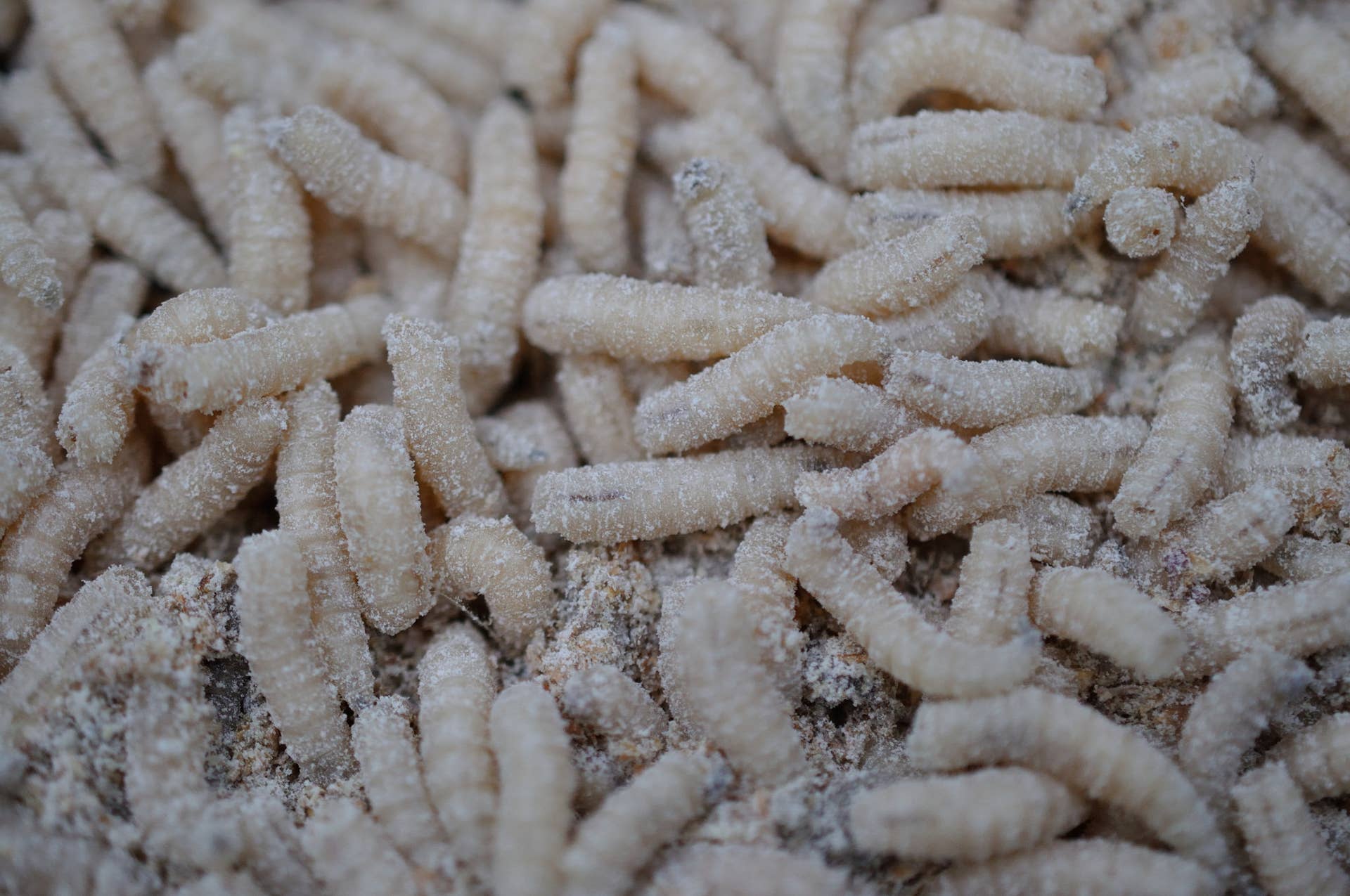 What Are Maggots? How Can You Get Rid of Them? - Dengarden