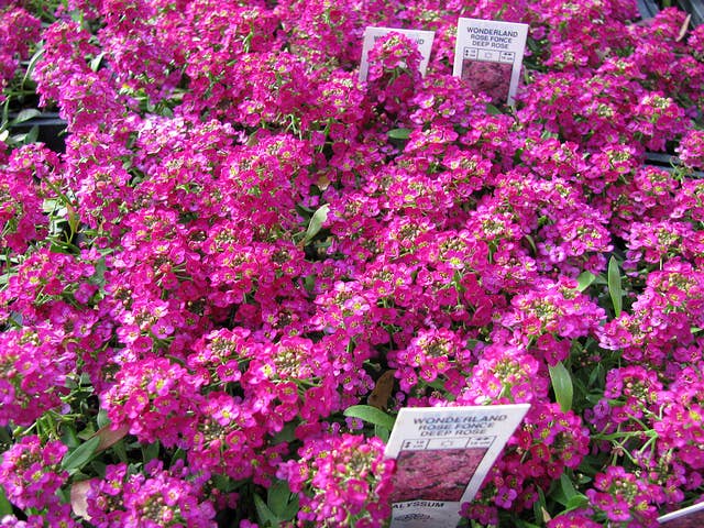 12 Easy-to-Grow Flowers for Beginner Gardeners - Dengarden