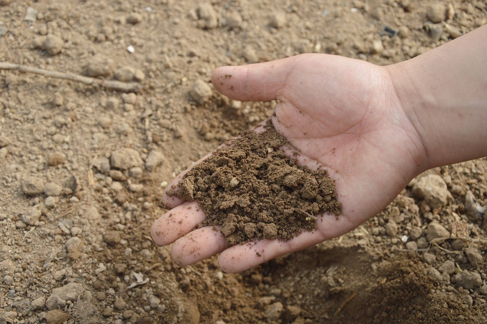 How to Check Your Soil's pH Without Purchasing a Soil Testing Kit ...