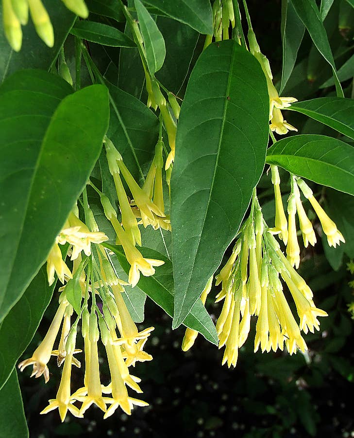14 Easy-to-Grow Fragrant Tropical Flowers - Dengarden