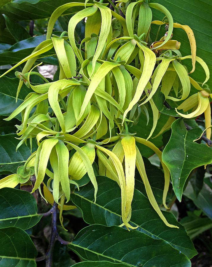 14 Easy-to-Grow Fragrant Tropical Flowers - Dengarden