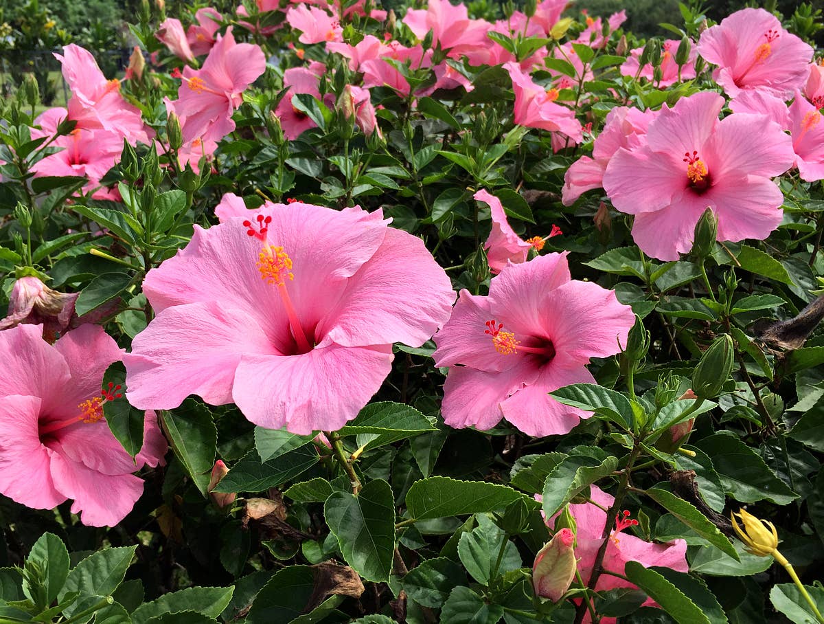 Pink Tropical Flowers With Photos and Planting Tips - Dengarden