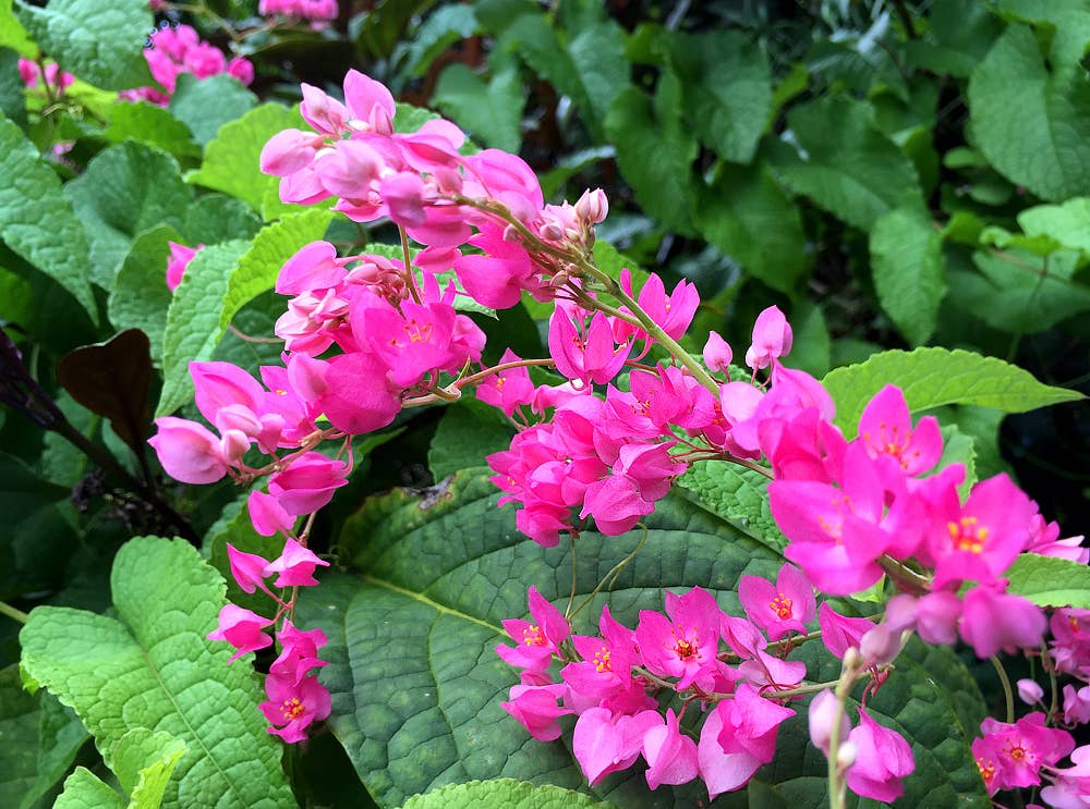 Pink Tropical Flowers With Photos and Planting Tips - Dengarden