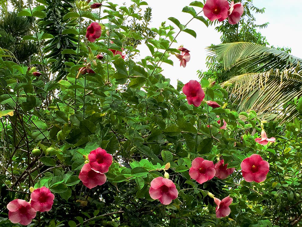 Pink Tropical Flowers With Photos and Planting Tips - Dengarden