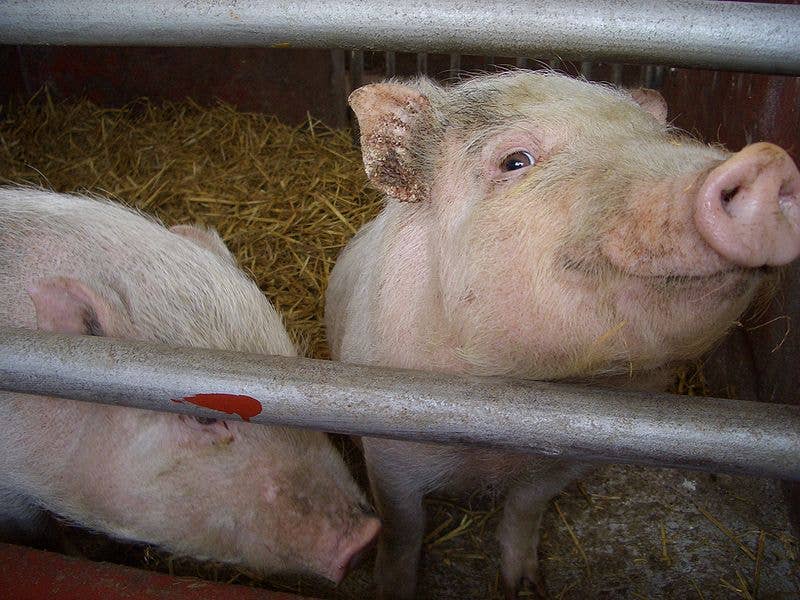 How to Build a Pigpen: Essential Elements of Hog Pens - Dengarden