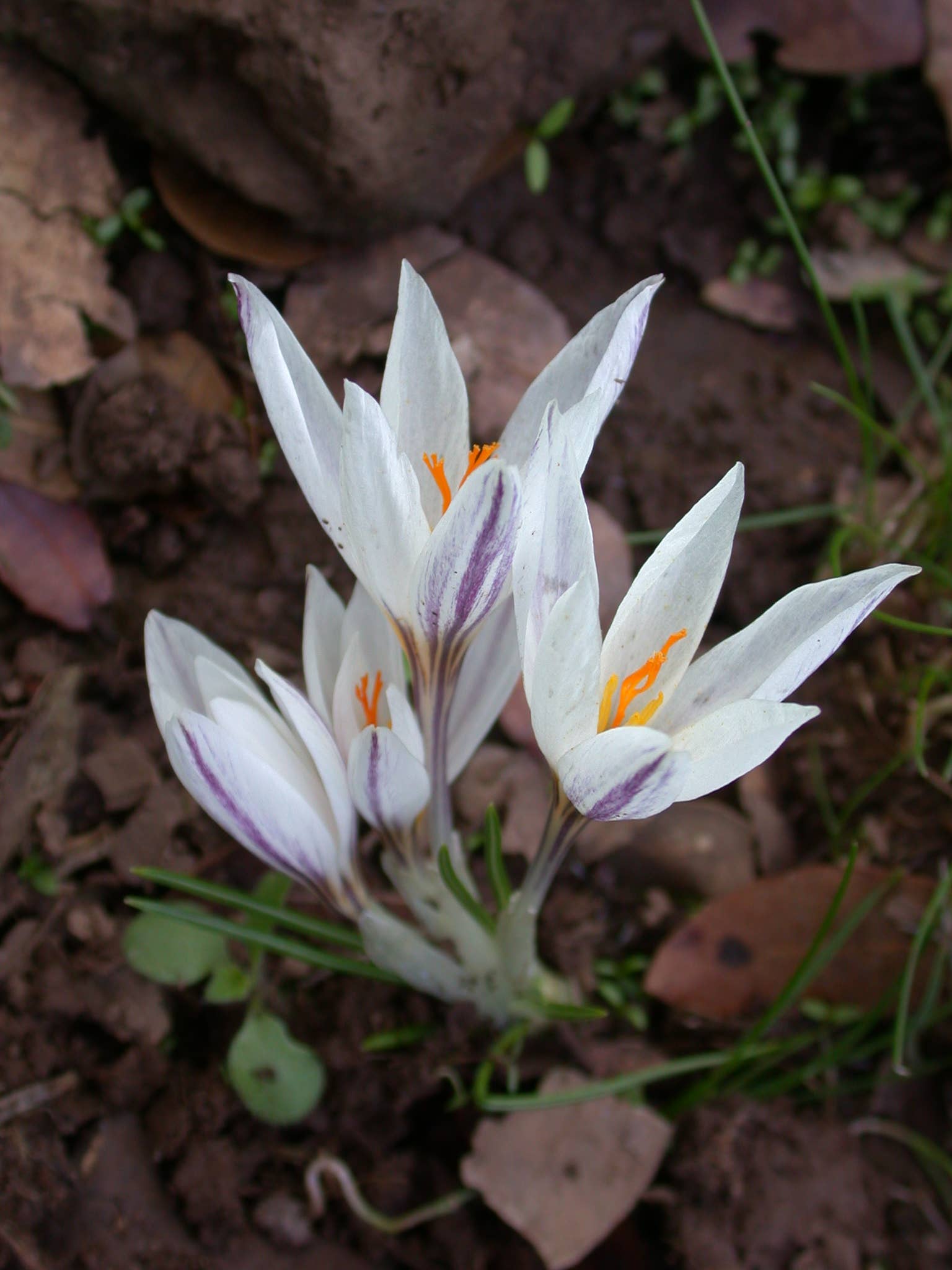 11 Flowers That Bloom in Winter (Plus Growing Instructions) - Dengarden