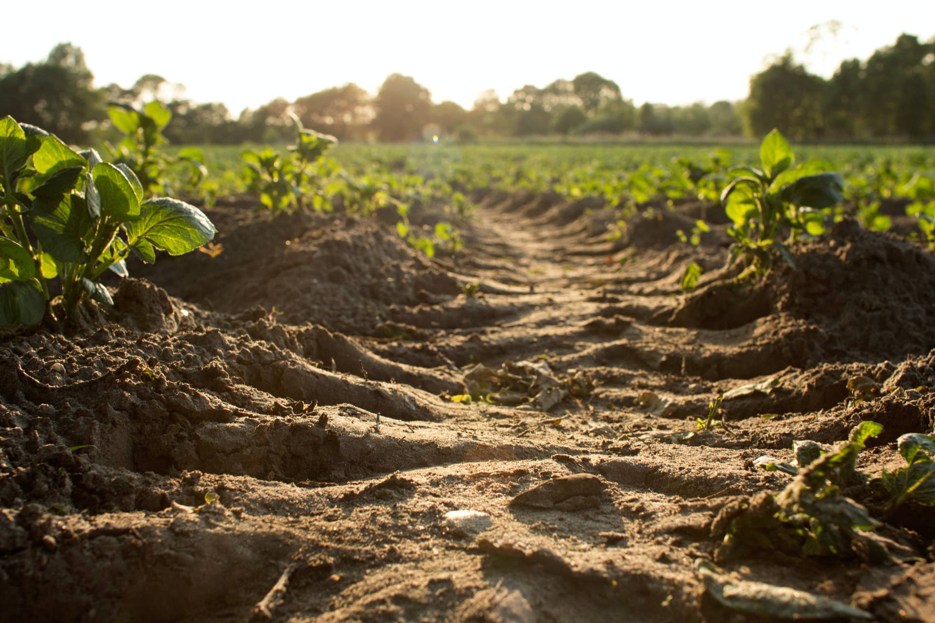 Why Is My Soil Hard as a Rock? - Dengarden