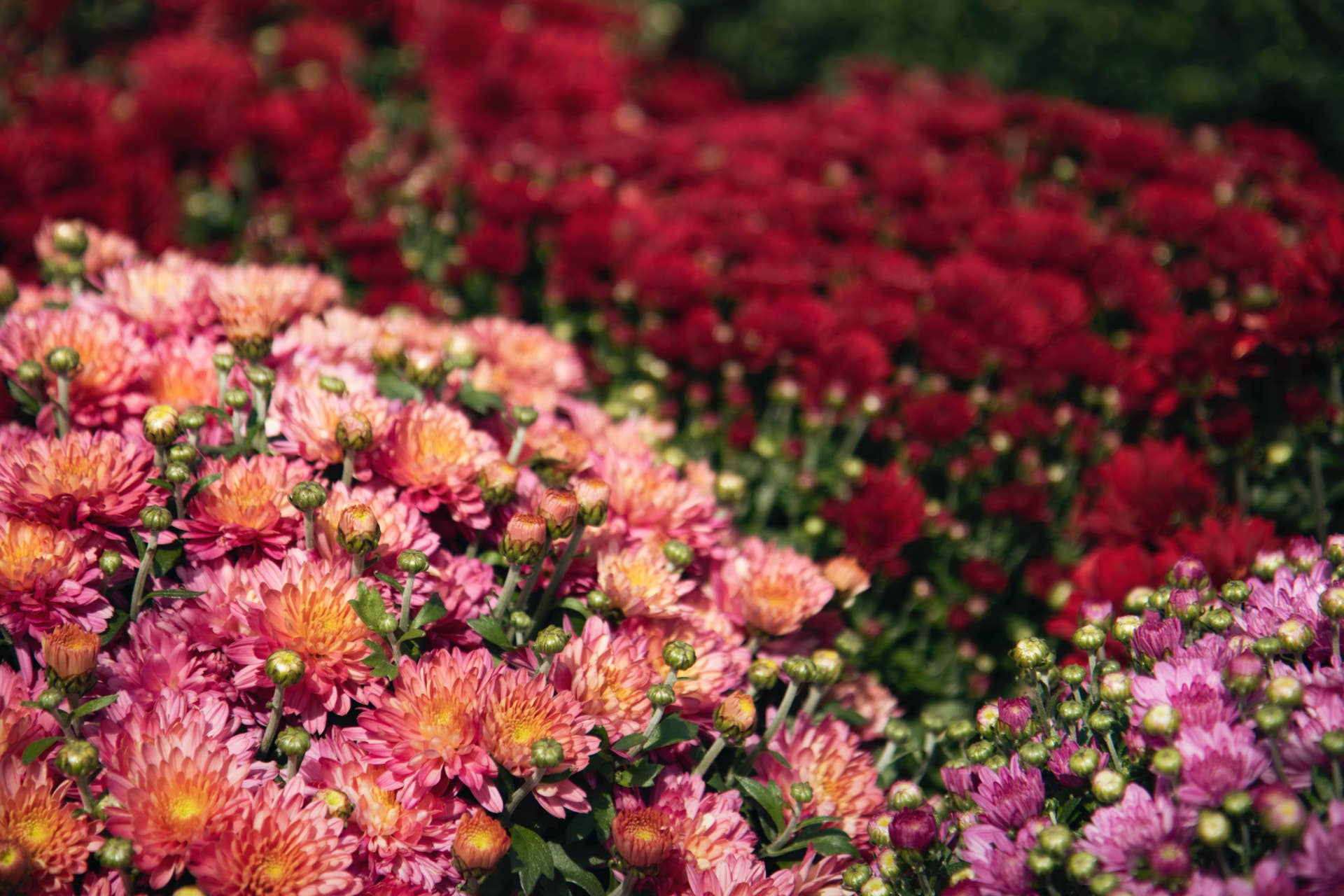 How to Care for Mums in Spring - Dengarden