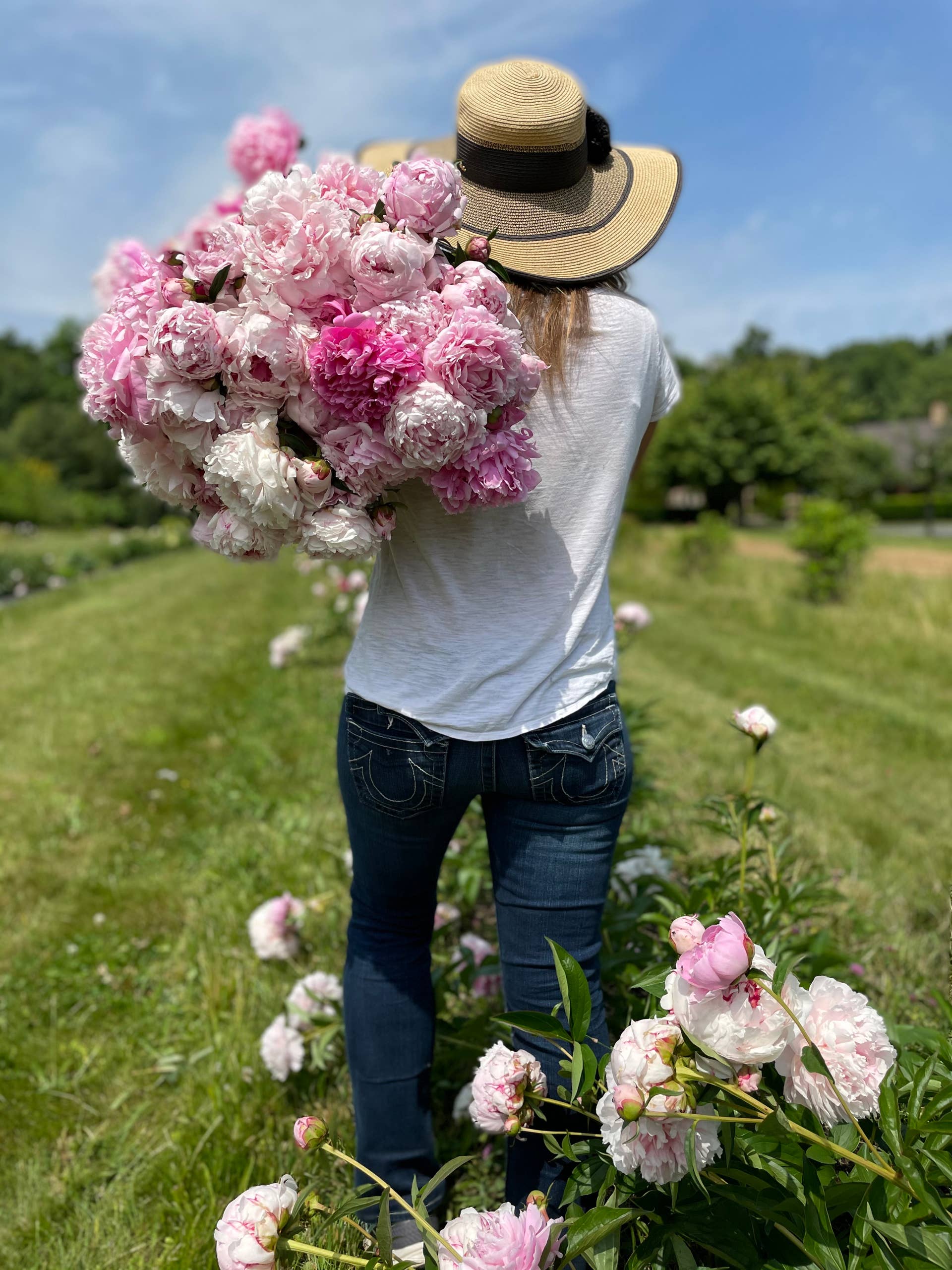 How and when to cut peonies for a vase - Dengarden