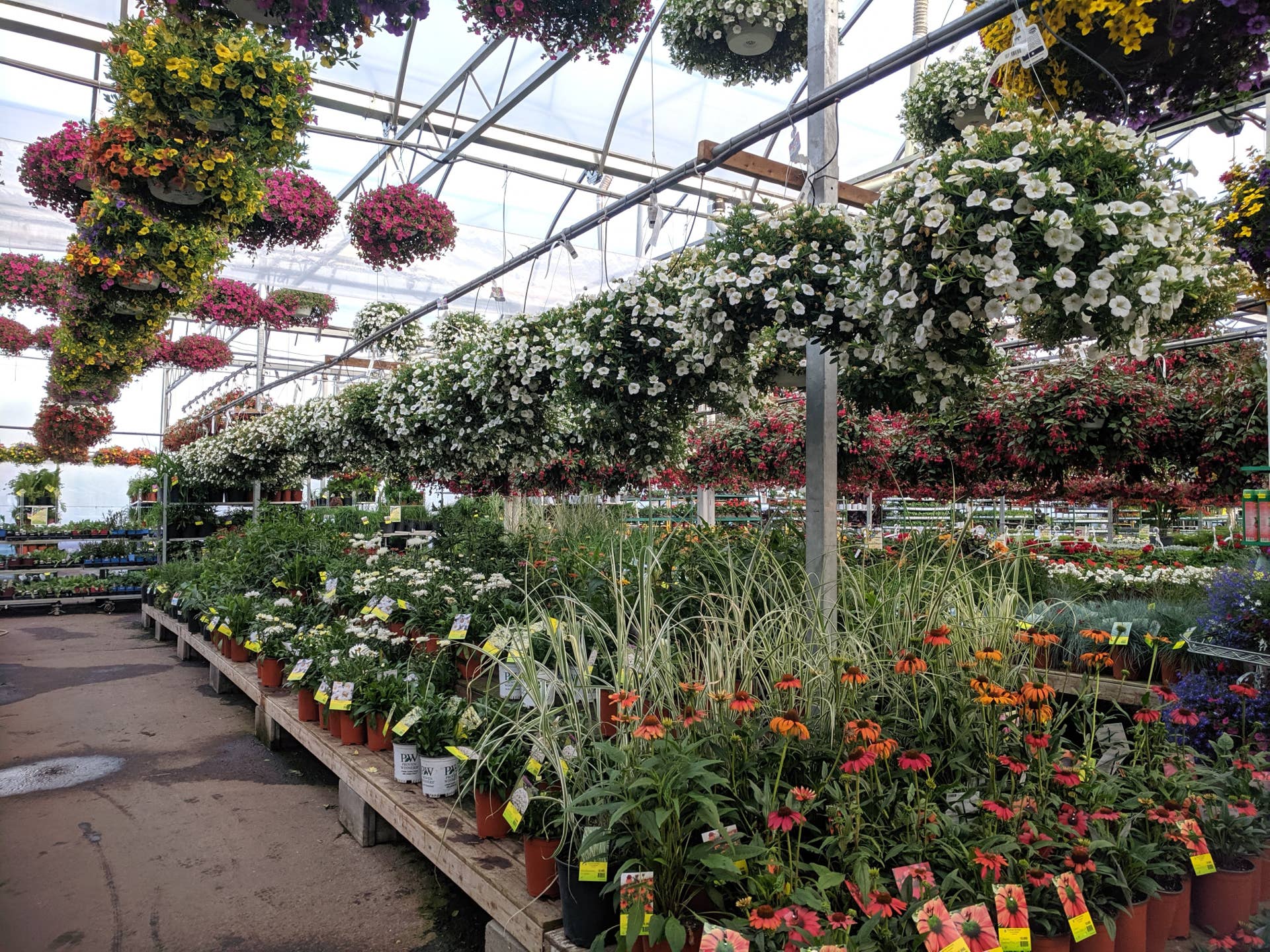 Mesophytes: Our Everyday Flower-Garden Plants - Dengarden