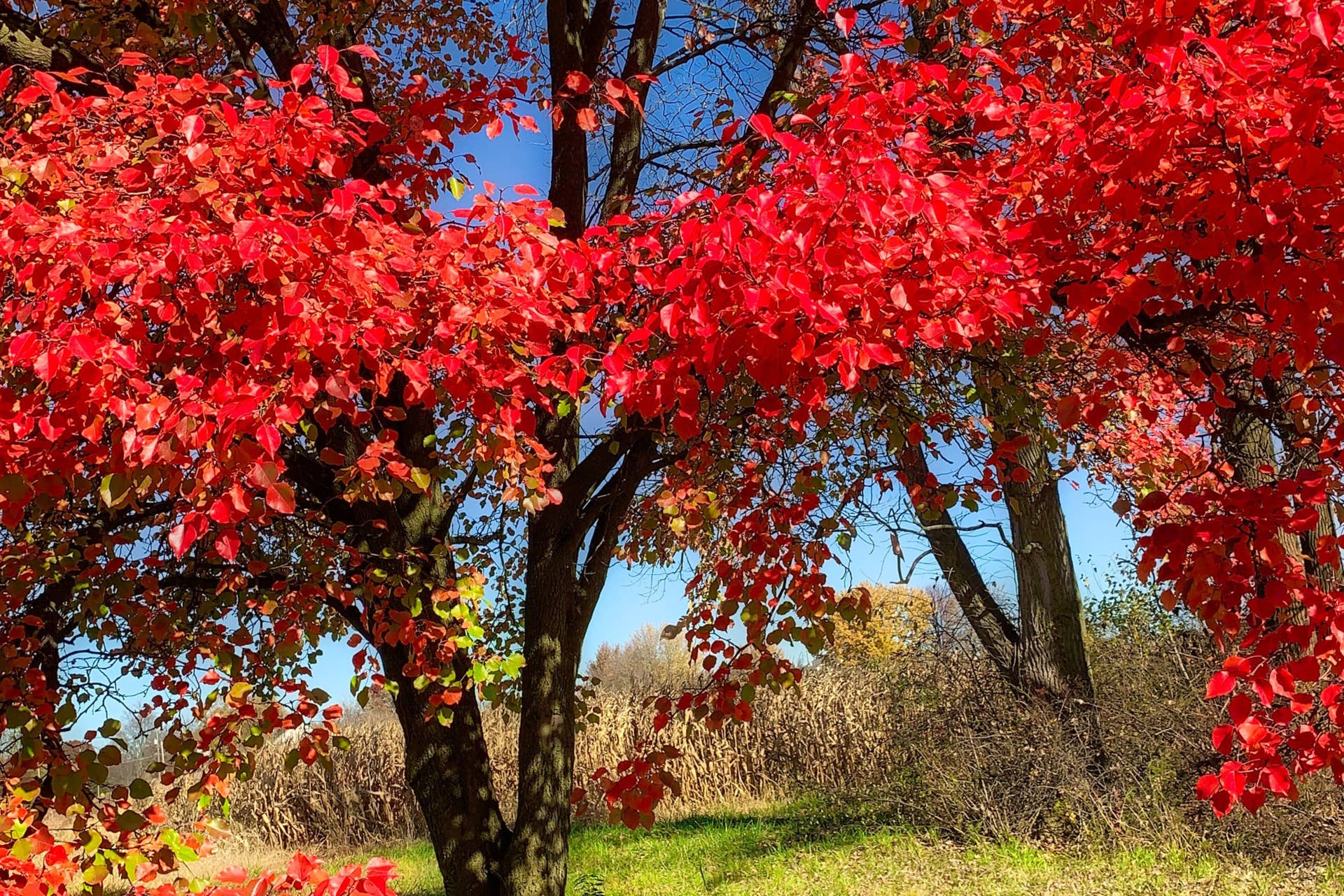 Trees and Shrubs That Like Wet Soil, Plus Growing Tips - Dengarden