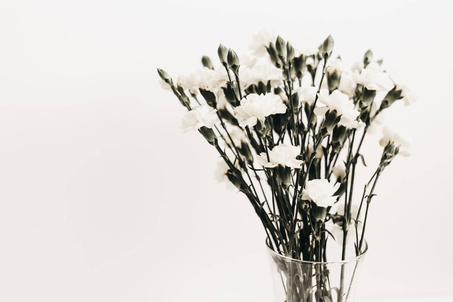 How to Care for Carnations - Dengarden